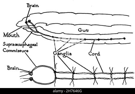 Earthworm nervous system Stock Photo - Alamy