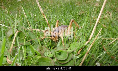 Stephens Island weta or Cook Strait giant weta on Maud Island predator ...