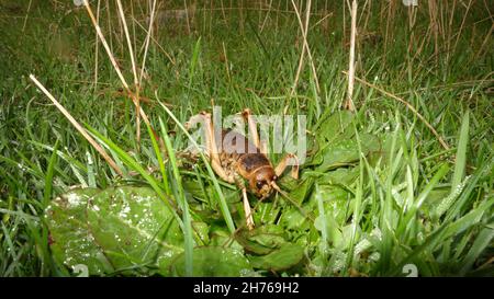 Stephens Island weta or Cook Strait giant weta on Maud Island predator ...
