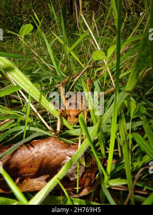 Stephens Island weta or Cook Strait giant weta on Maud Island predator ...