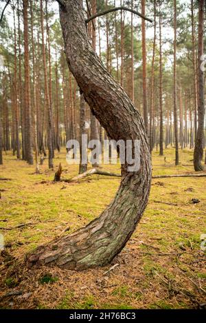 Crooked trees in crooked forest located in Poland Stock Photo - Alamy