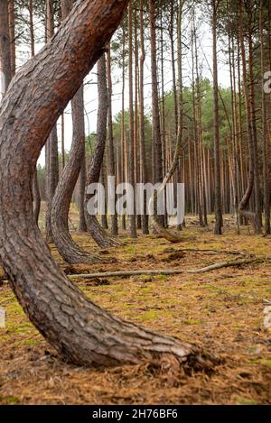 Crooked trees in crooked forest located in Poland Stock Photo - Alamy