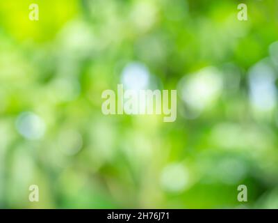 Green bokeh background from natural forest out of focus Stock Photo - Alamy