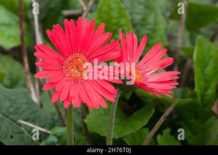 Sydney Australia, gerbera plant with bright pink flowers in garden ...