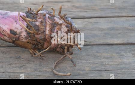Root system of the banana plant on wooden background - In the planting ...