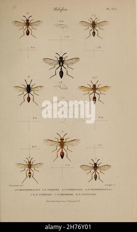 Études sur la famille des vespides / Paris :V. Masson ;1852-1858. https ...