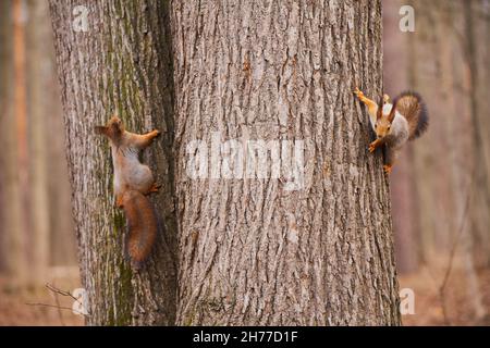 Two squirrels are hanging on a tree trunk against a background of park ...