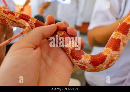 Veterinary professional handling a non-venomous snake known as the Corn ...