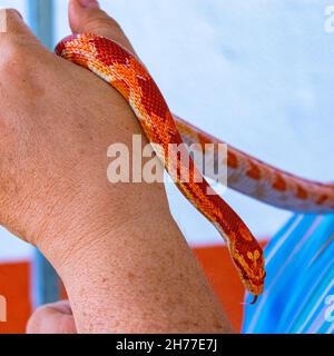 Veterinary professional handling a non-venomous snake known as the Corn ...