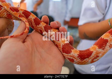Veterinary professional handling a non-venomous snake known as the Corn ...