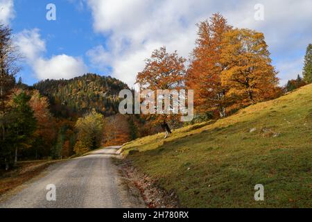Panorama. Lonely beautiful autumn tree. Autumn Landscape. Panorama ...