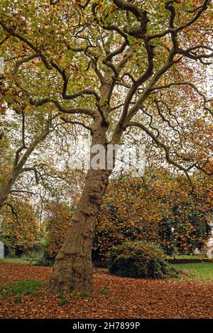 old fallen tree trunk turned into a sculpture of a dragon along a ...