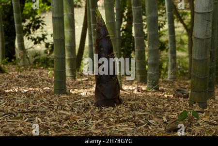 Young sprouts of bamboo in bamboo forest. Bamboo is the fastest growing ...