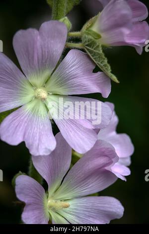 Close up of lilac hollyhock Stock Photo - Alamy