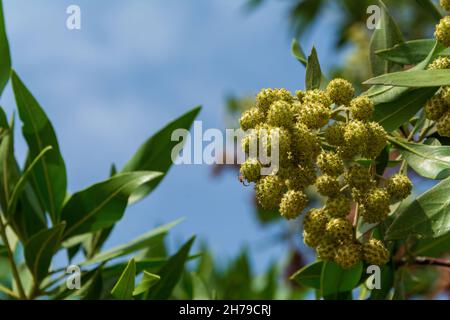 button mangrove (conocarpus erectus Stock Photo - Alamy