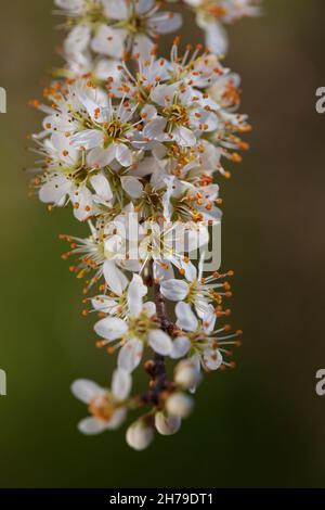 Sloe tree in bloom (Prunus spinosa Stock Photo - Alamy