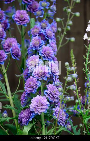 Delphinium elatum Highlander Bolero,Double lavender-blue flowers,cream centre,flowers,flowering ...