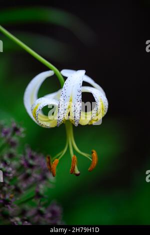 Lilium taliense,White Turk's cap flower with rosepoint marbling,spotted ...