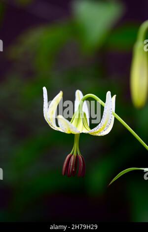 Lilium taliense,White Turk's cap flower with rosepoint marbling,spotted ...