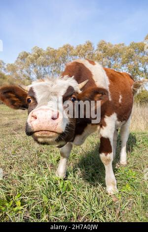 Red angus heifer portrait picture on the background of grass Stock ...