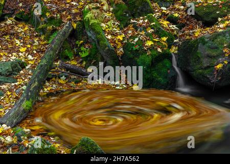 Sumny and Bily creek in autumn wet morning in Jeseniky mountains Stock ...