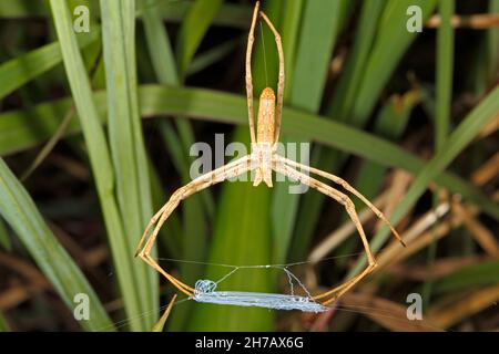 Female net-casting spider (Deinopis subrufa), also known as the Ogre ...