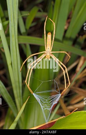 Female net-casting spider (Deinopis subrufa), also known as the Ogre ...