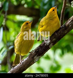 Atlantic Canary, a small Brazilian wild bird. The yellow canary ...