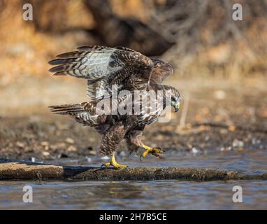 Harlan's Red Tailed hawk in flight Stock Photo - Alamy