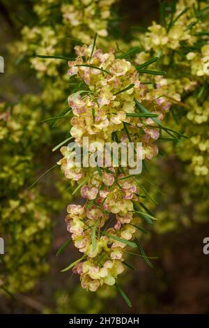 native plants growing in the bush in tasmania australia in spring Stock ...