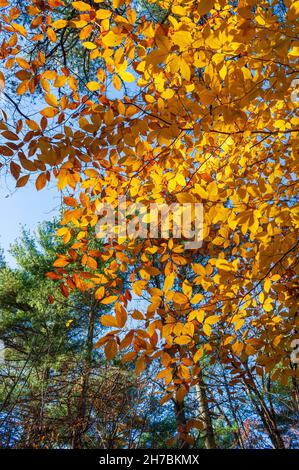 Twigs of an American beech tree (Fagus grandifolia) in peak fall ...