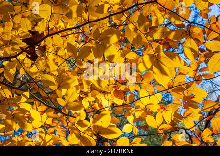Twigs of an American beech tree (Fagus grandifolia) in peak fall ...