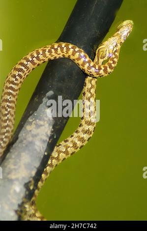 Viperine Snake in river Stock Photo - Alamy