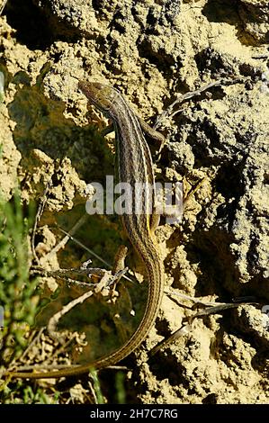 Collard lizard (Crotaphytus collaris) in a desert dome zoo habitat ...