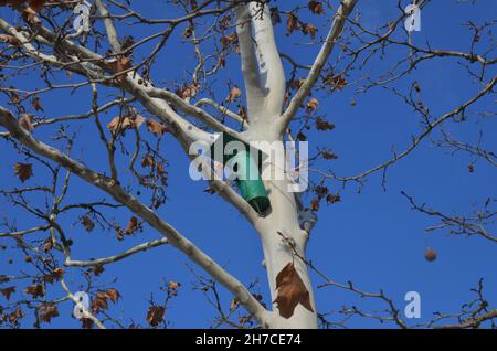 Blue bird nesting box Stock Photo - Alamy