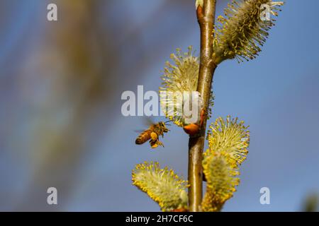 Closeup shot of a bee taking nectar from a flower Stock Photo - Alamy