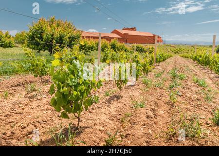 Smooth rows of grapes on the plantations at the winery. Agriculture and ...