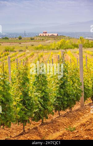 Smooth rows of grapes on the plantations at the winery. Agriculture and ...