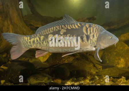 The scales of a common carp in a fish market Stock Photo - Alamy