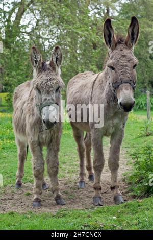 Donkeys in an enclosure Stock Photo - Alamy