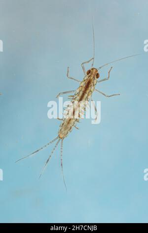 Insect larva under the microscope, vertical field of view is about 3mm ...