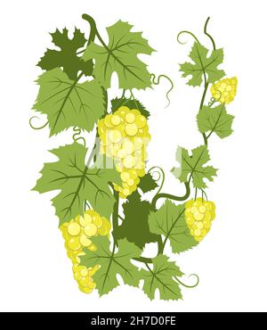 Vine with foliage and bunches of Sweet yellow grapes. Viticulture and ...