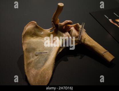 Shoulder blade and back medical study student anatomy model showing ...