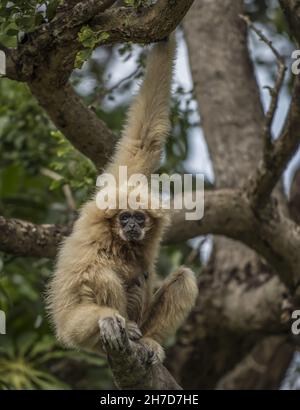 Vertical closeup shot of a cute monkey playing with plastic sitting on ...
