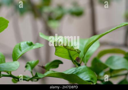 Lemon tree leaves distorted by calcium deficiency Stock Photo - Alamy