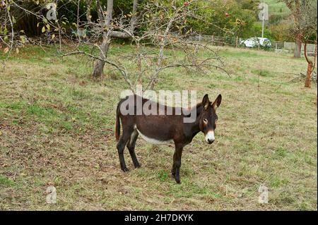 Brown and White donkeys, Artziniega, Alava, Basque Country, Spain ...