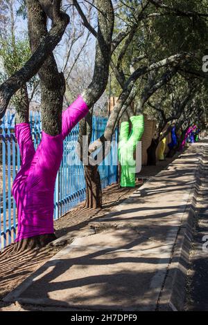 A line of Karee trees, Searsia lancea, with their trunks wrapped in ...