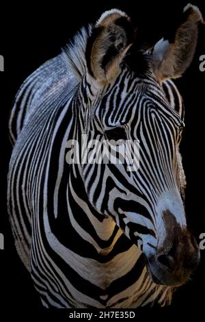 Grevy's zebra (Equus grevyi) Resting and digesting after eating hay put ...