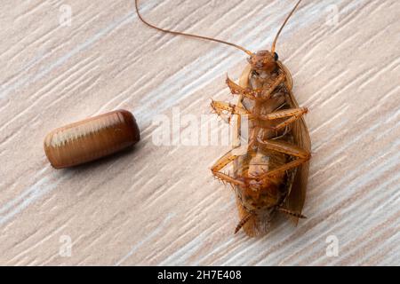 Red cockroach lies on its back near an egg macro Stock Photo - Alamy