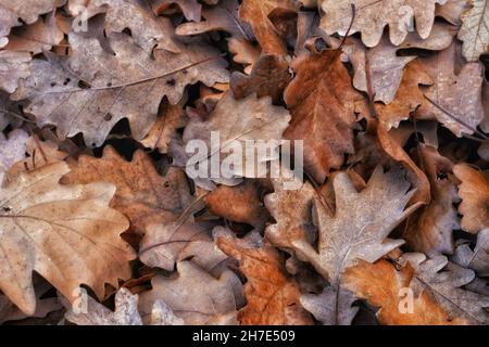 Closeup shot of fallen oak leaves on the forest floor during autumn ...